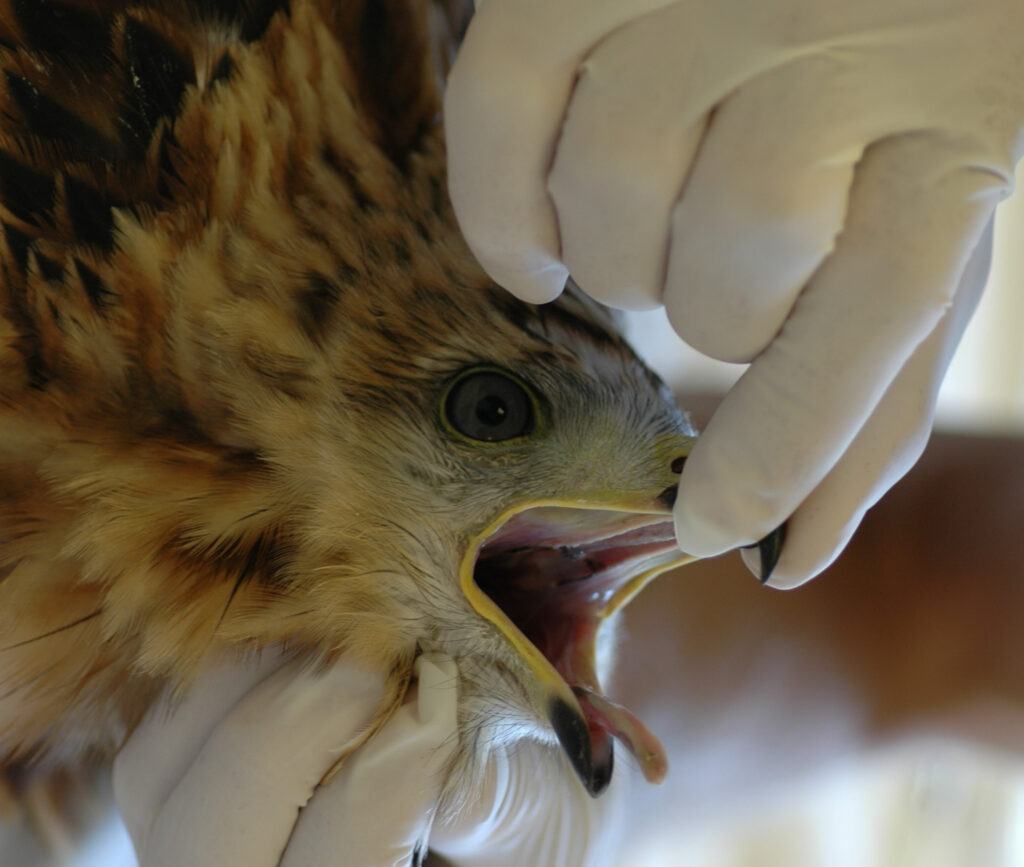 Post-Mortem Investigations - Wild Animal Health